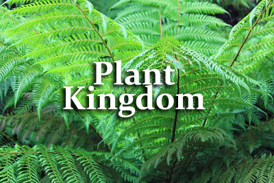 Plant Kingdom Questions and Answers - Biology Question Answer