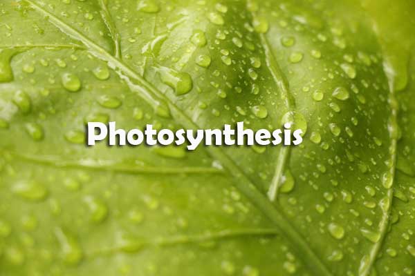 Photosynthesis Questions And Answers MCQ Objective Quiz Biology