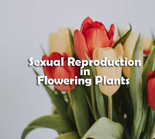 Sexual Reproduction In Flowering Plants Questions And Answers MCQ Sexual Reproduction In Flowering Plants Questions And Answers MCQ